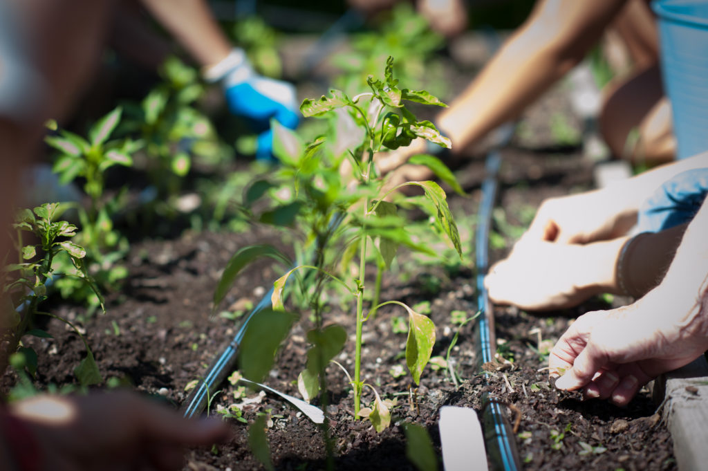 Seed Starting At Home - Edible Schoolyard NYC