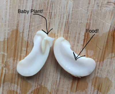 Seed Dissection - Edible Schoolyard NYC